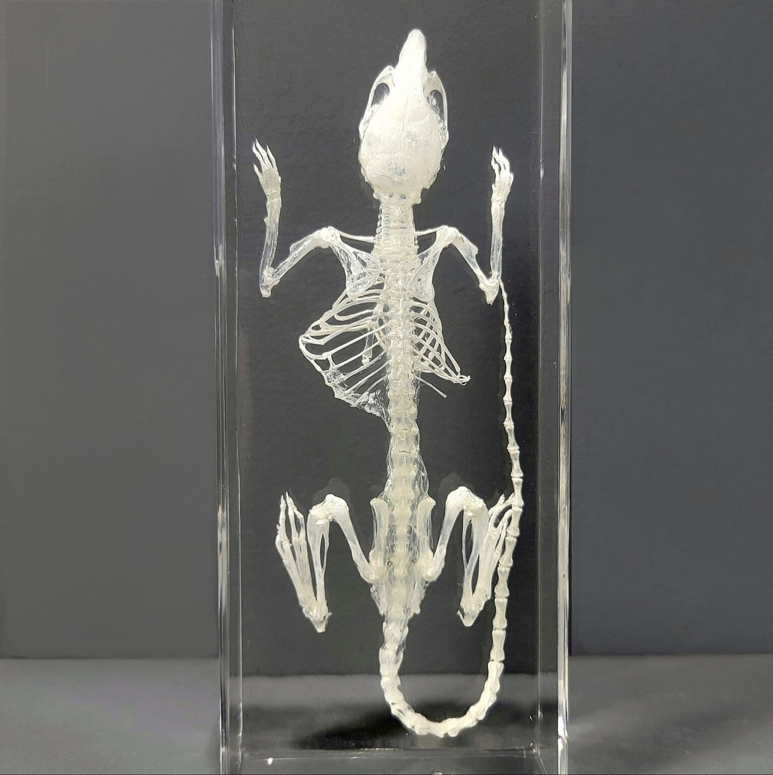Mouse Skeleton in Resin, Real Animal Skeleton, Mus musculus - Oddities ...