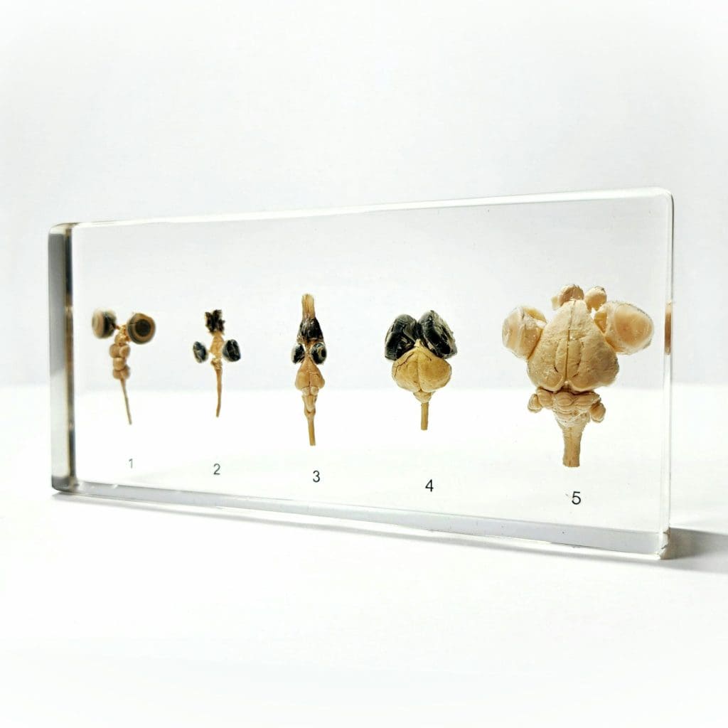 Real Brain, Comparative Brains in Resin, Educational Display - Oddities ...