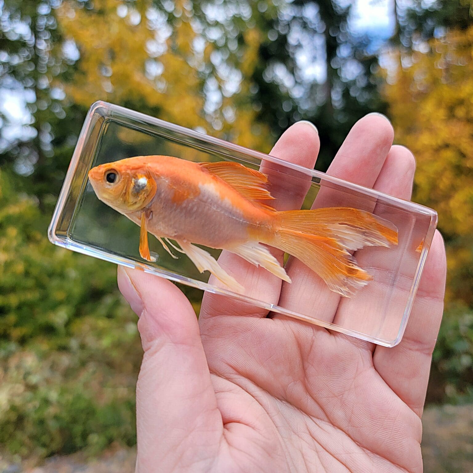 Real Goldfish in Resin, Symbol of Good Luck, Carassius auratus ...