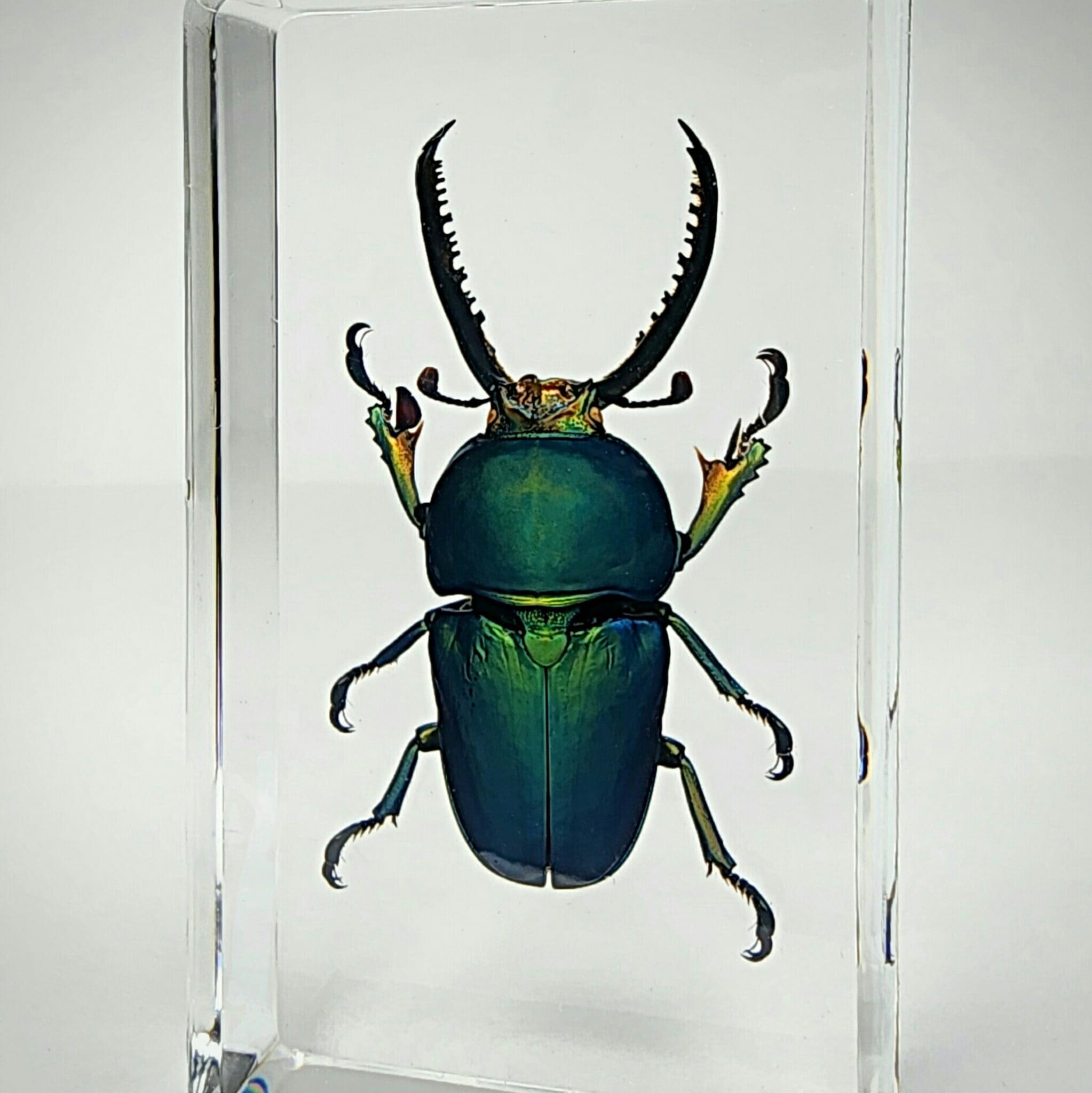 Jeweled Sawtooth Stag Beetle In Resin, Lamprima adolphinae - Oddities ...