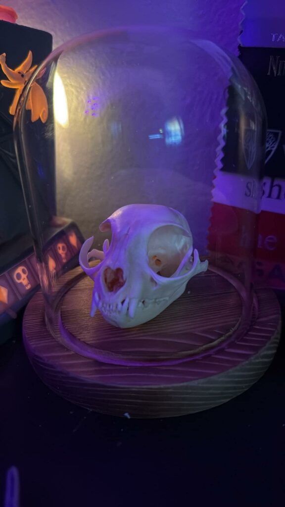 Real Cat Skull, Domestic Cat, Animal Skulls - Oddities For Sale has unique
