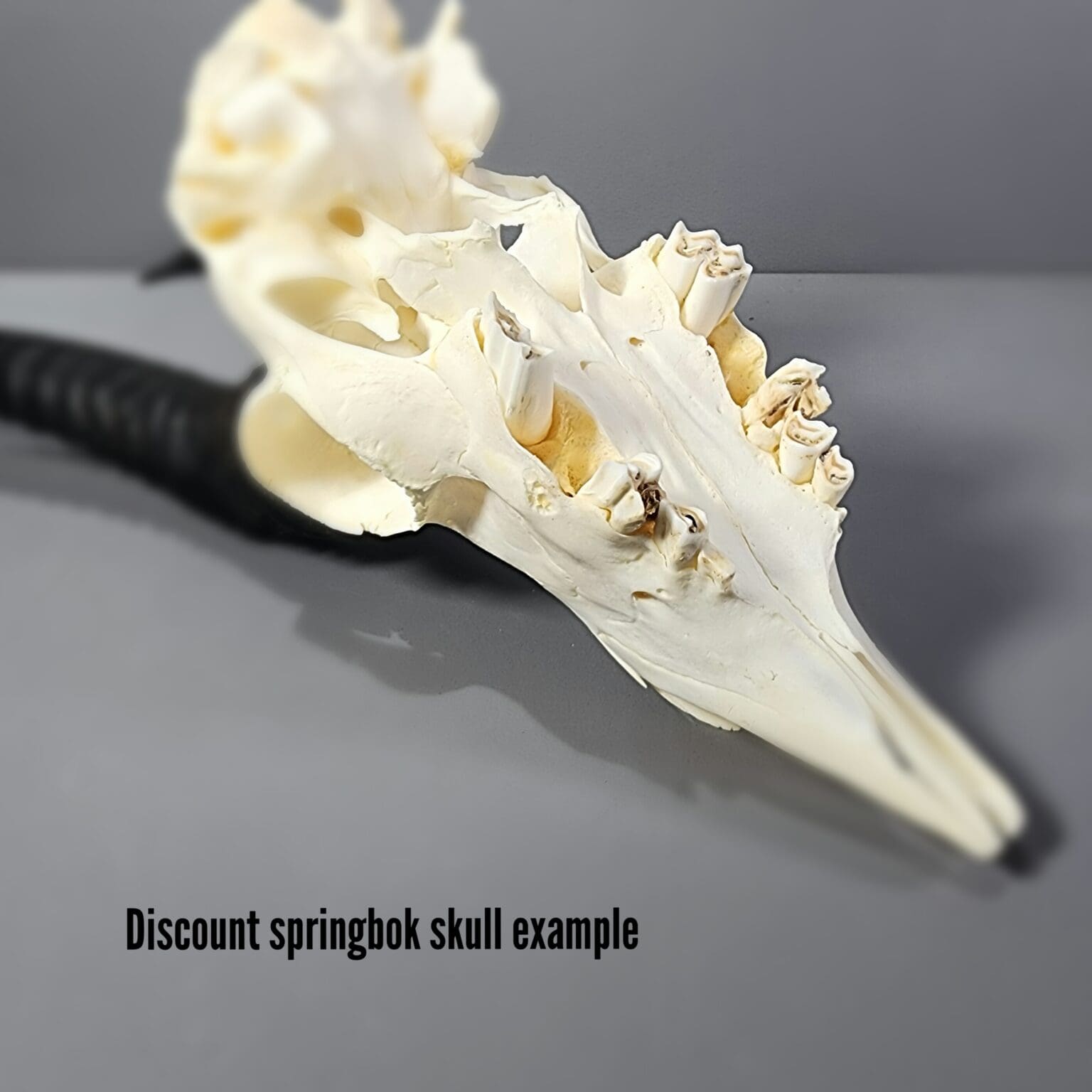 DISCOUNT -Springbok Skull, African Skull with Horns - Oddities For Sale ...