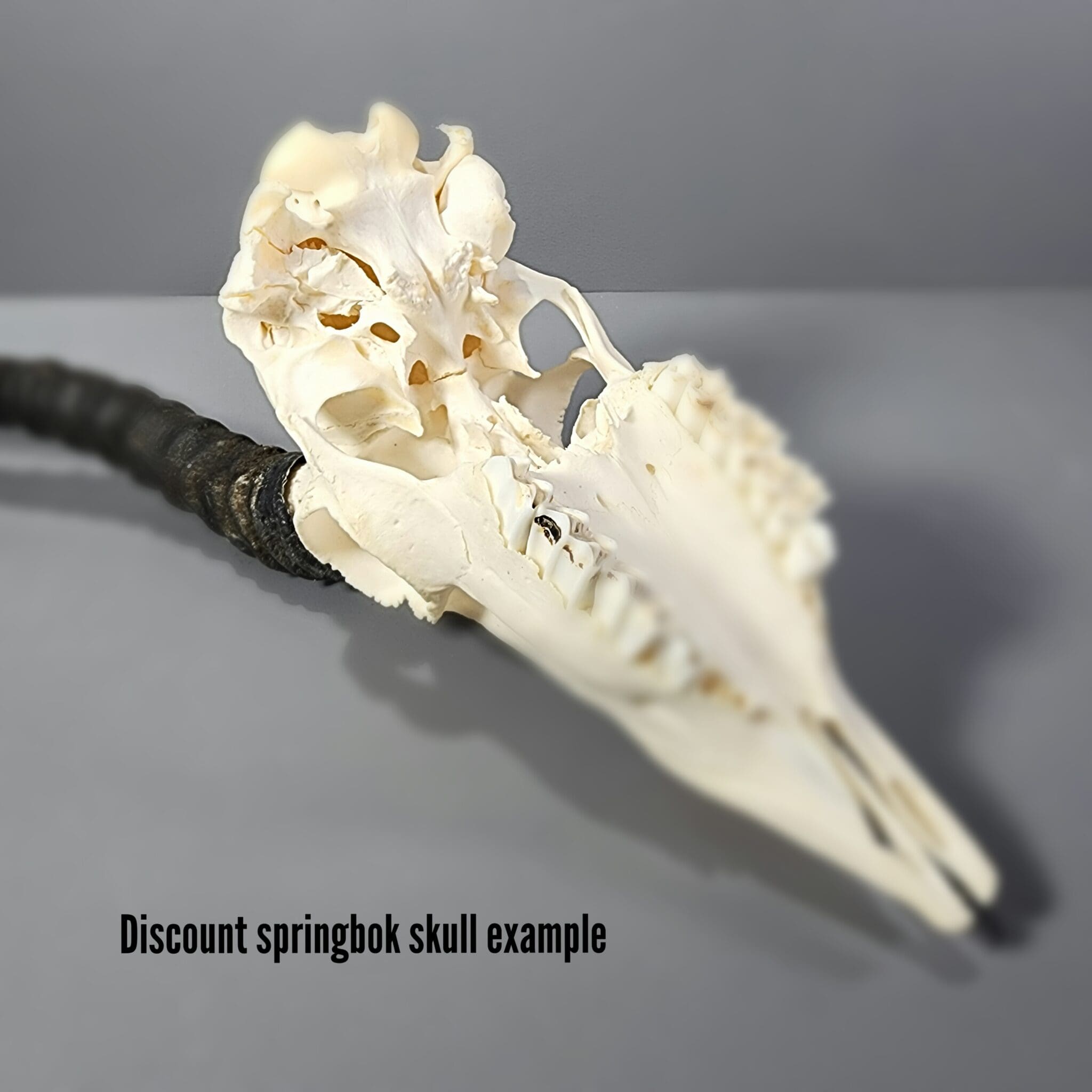 DISCOUNT -Springbok Skull, African Skull with Horns - Oddities For Sale ...