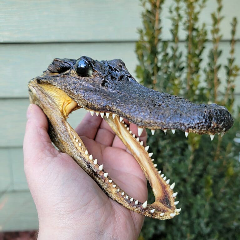 Small Taxidermy Alligator Head, Real Gator Head - Oddities For Sale has ...