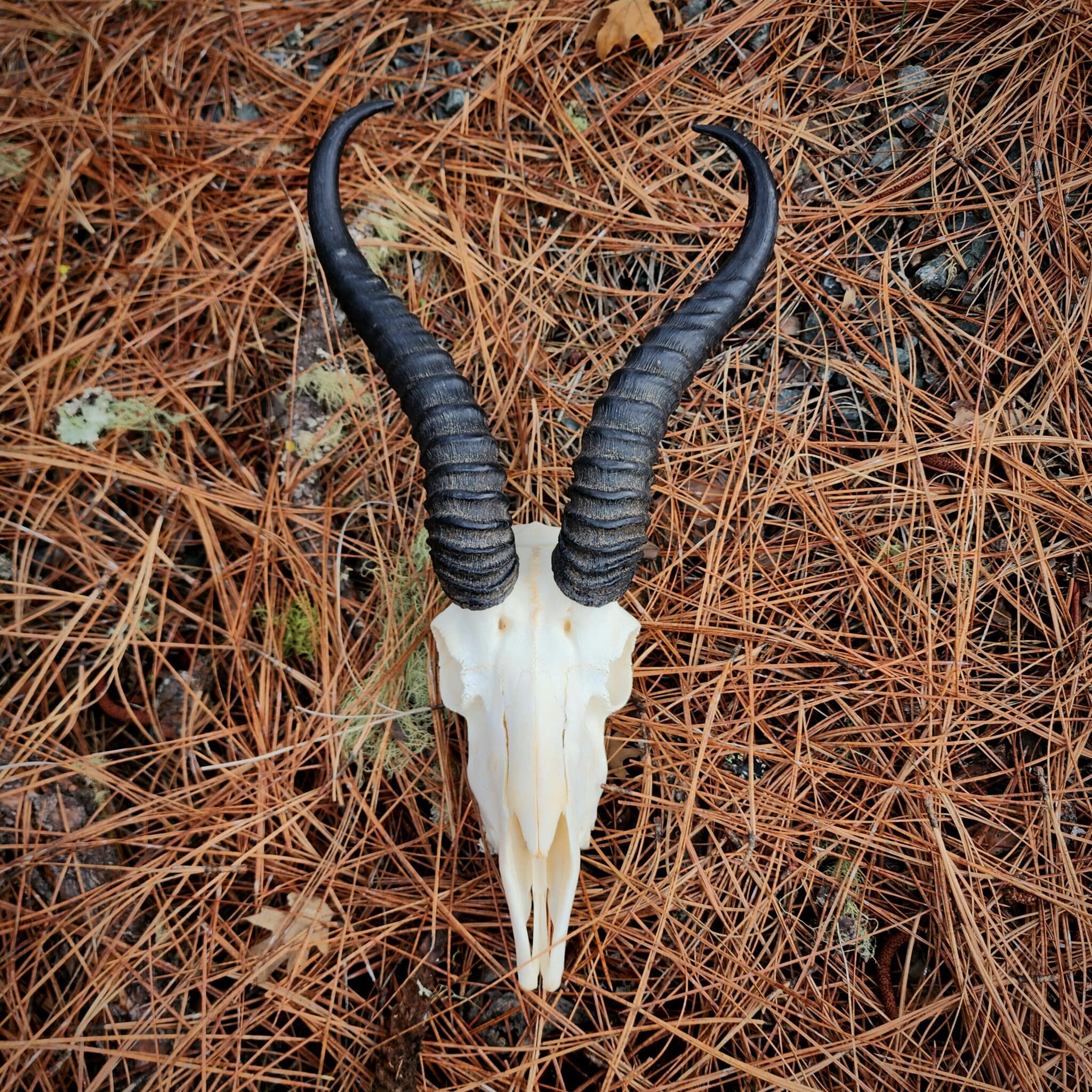 Springbok Skull, African Skull with Horns - Oddities For Sale has unique