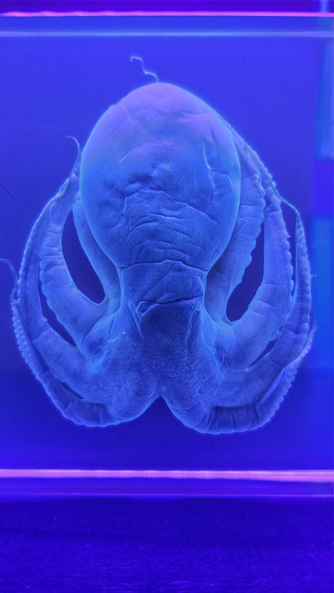 Large Octopus in Resin, Real Octopus in Lucite - Oddities For Sale