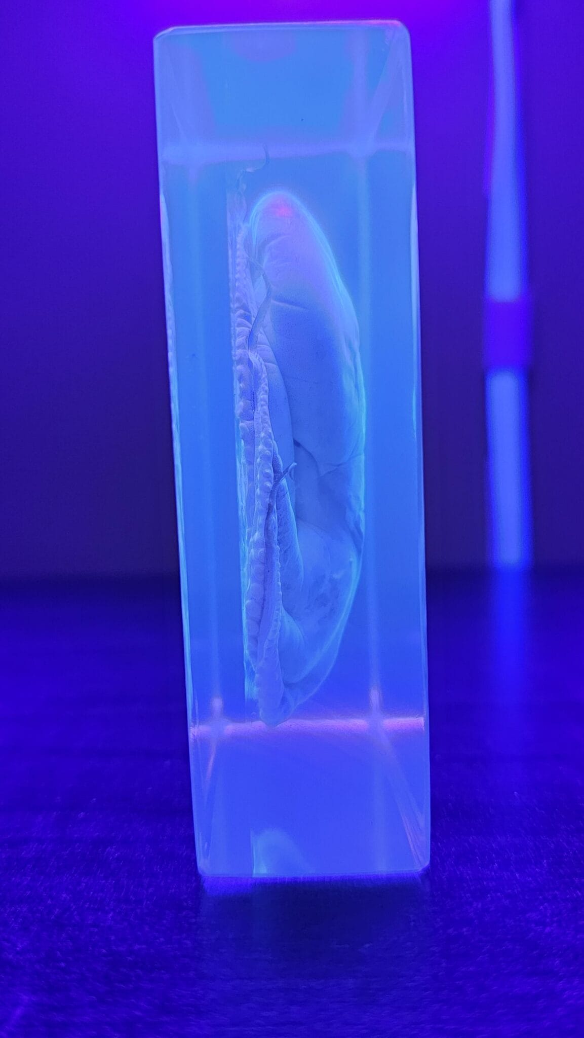 Large Octopus in Resin, Real Octopus in Lucite - Oddities For Sale