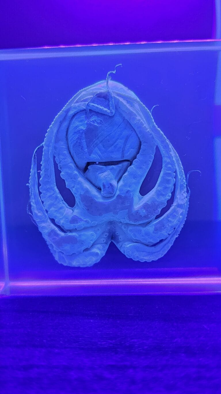 Large Octopus in Resin, Real Octopus in Lucite - Oddities For Sale