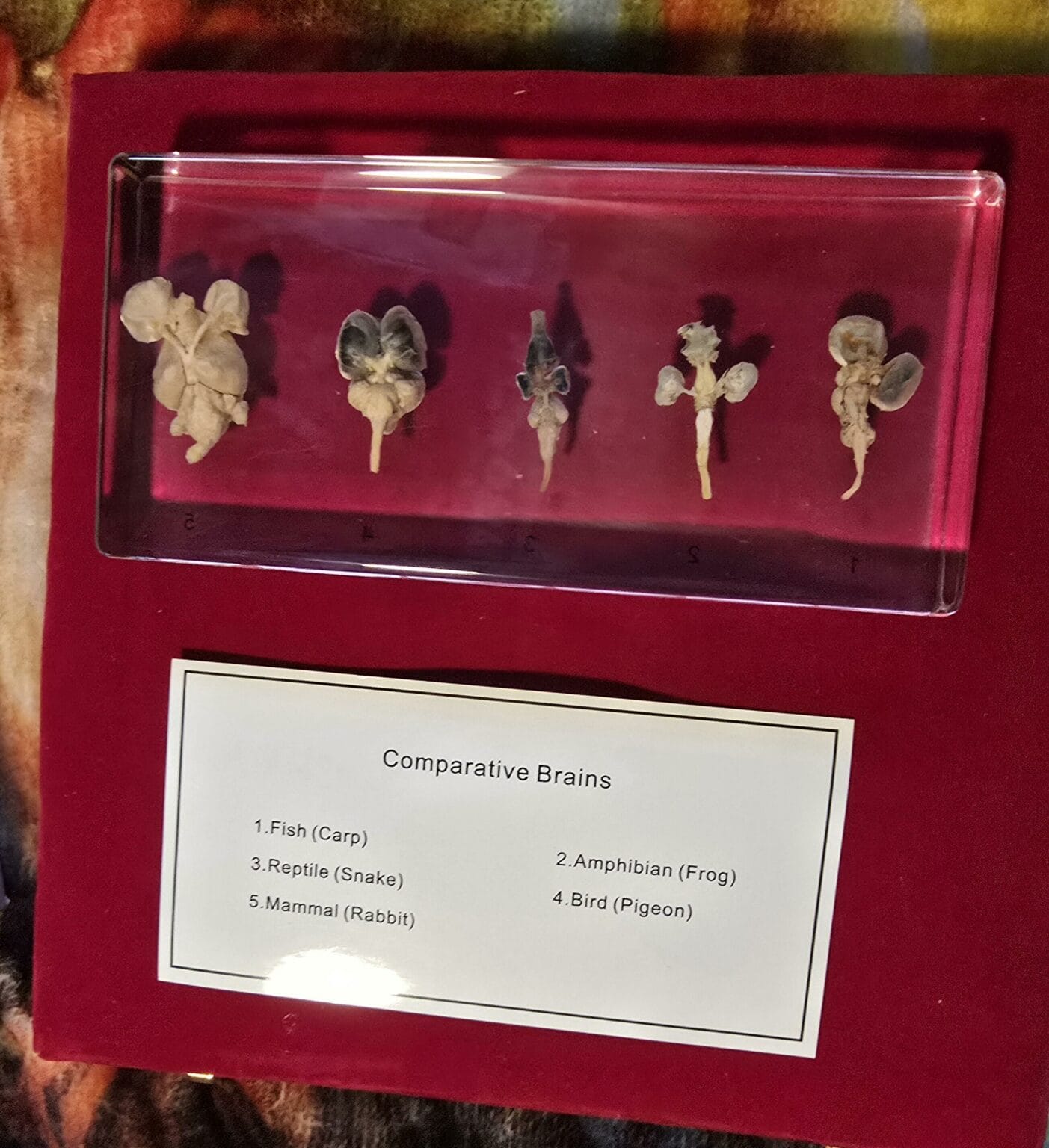 Real Brain, Comparative Brains in Resin, Educational Display - Oddities ...