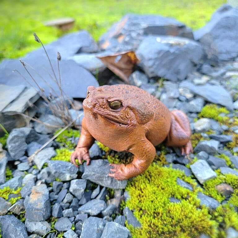 Taxidermy Toad, Real Frog - Oddities For Sale has unique