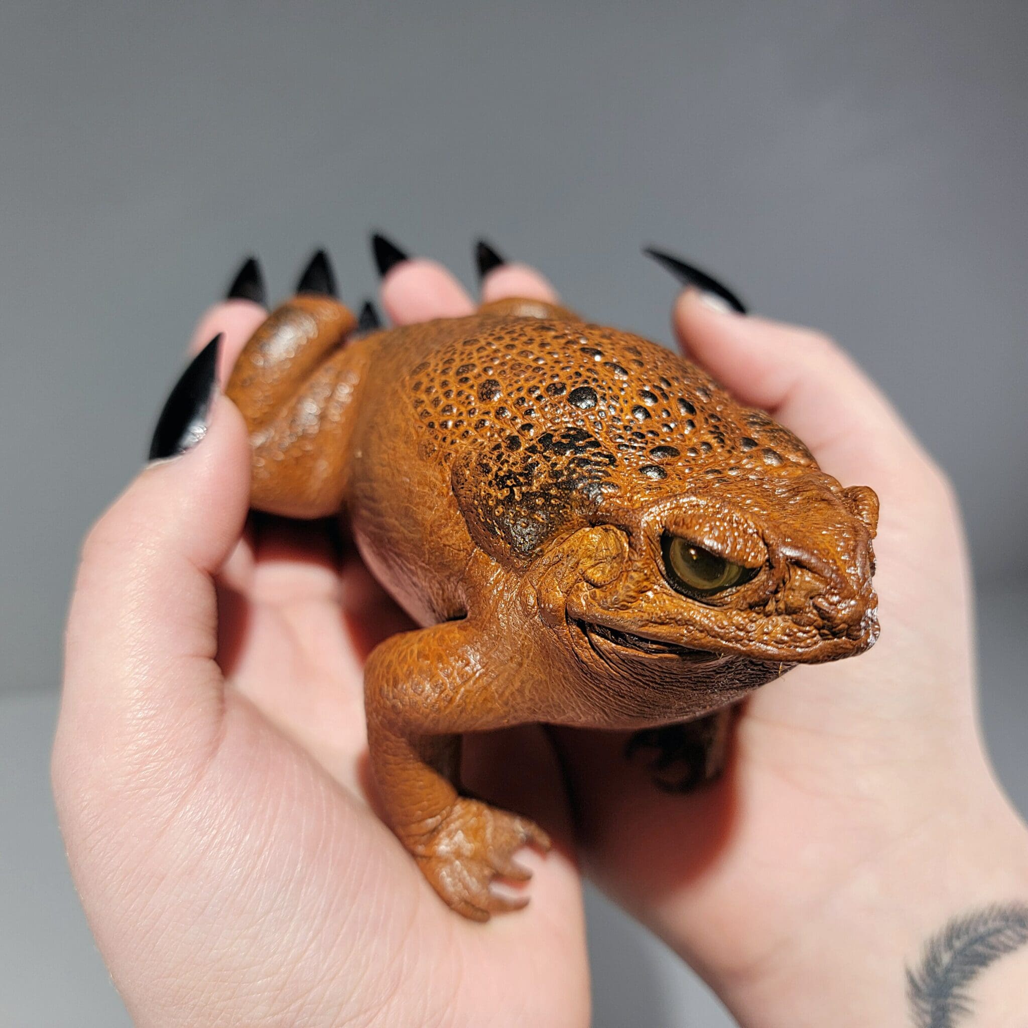 Taxidermy Toad, Real Frog - Oddities For Sale has unique