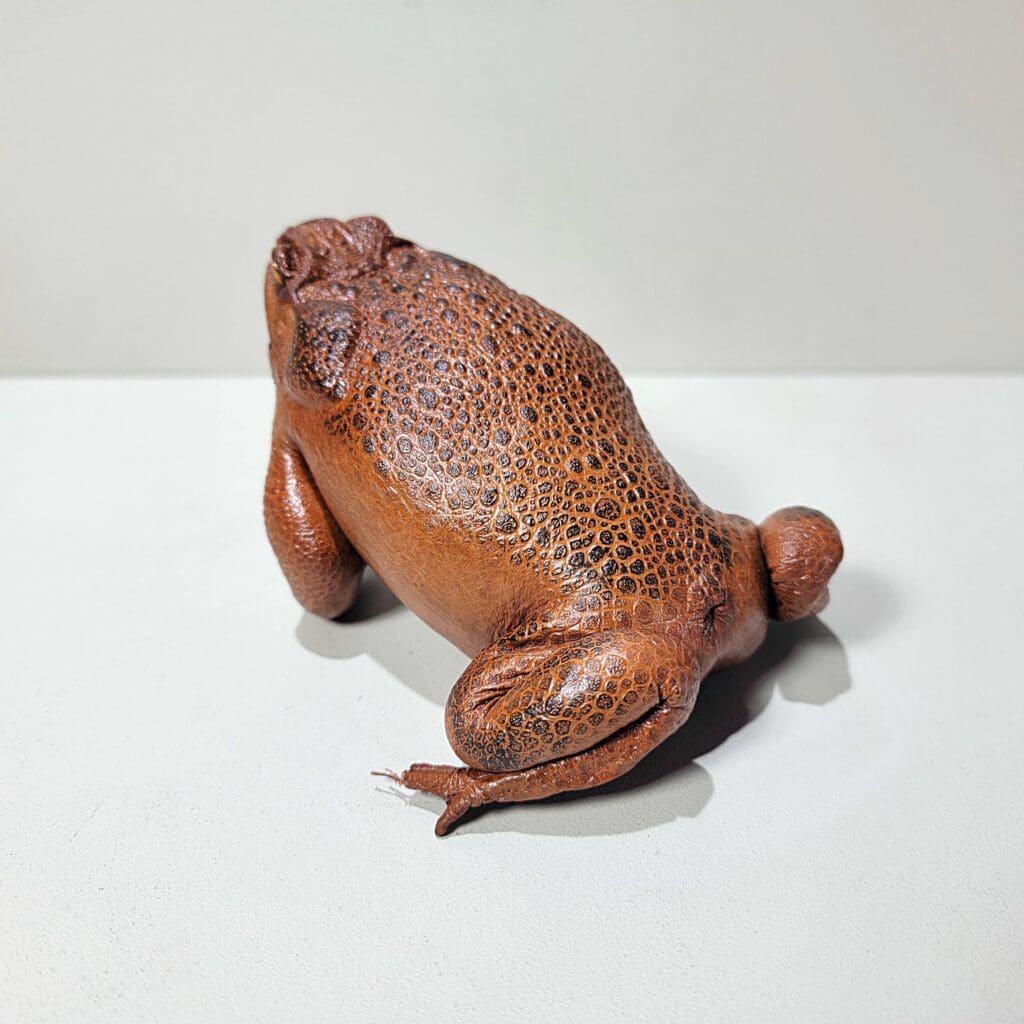 Taxidermy Toad, Real Frog - Oddities For Sale has unique