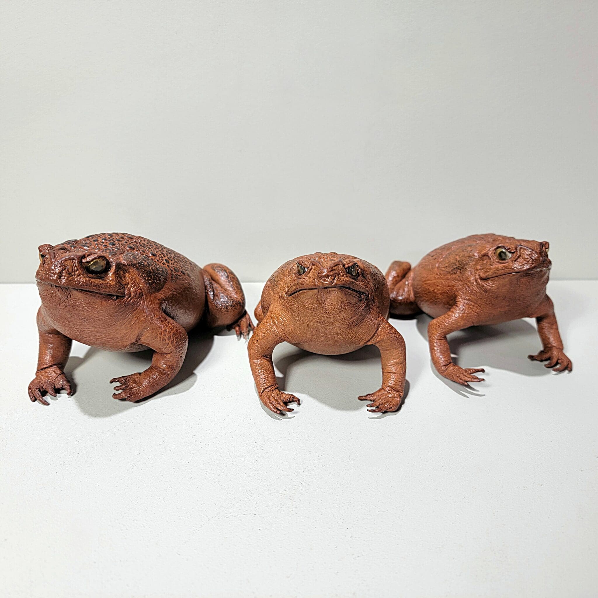 Taxidermy Toad, Real Frog - Oddities For Sale has unique