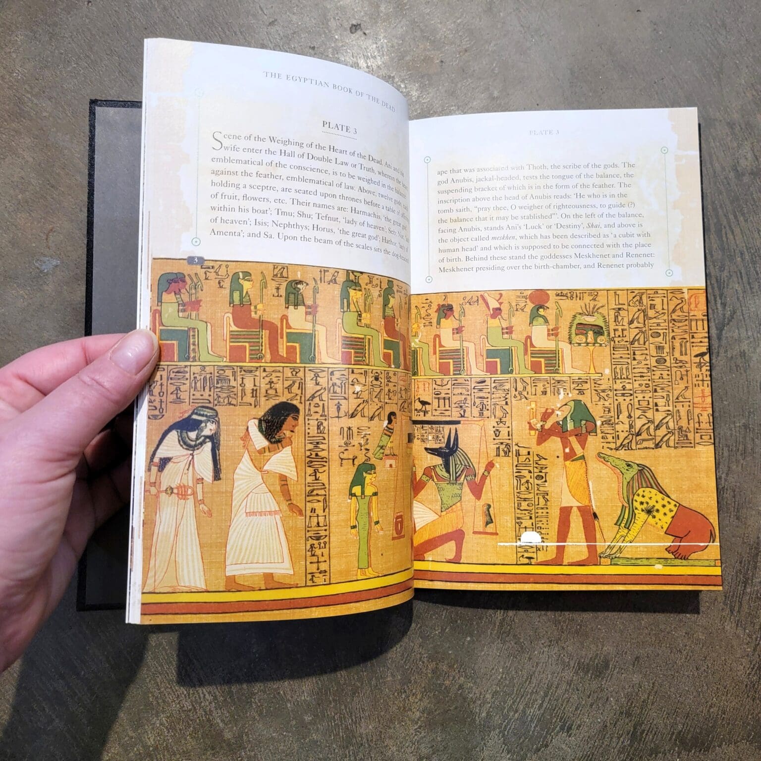 The Egyptian Book of the Dead - Oddities For Sale has unique