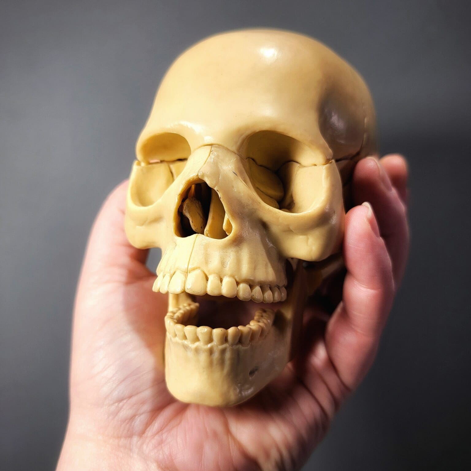 Exploded Skull, Mini Human Skull Model, 15 pieces - Oddities For Sale ...