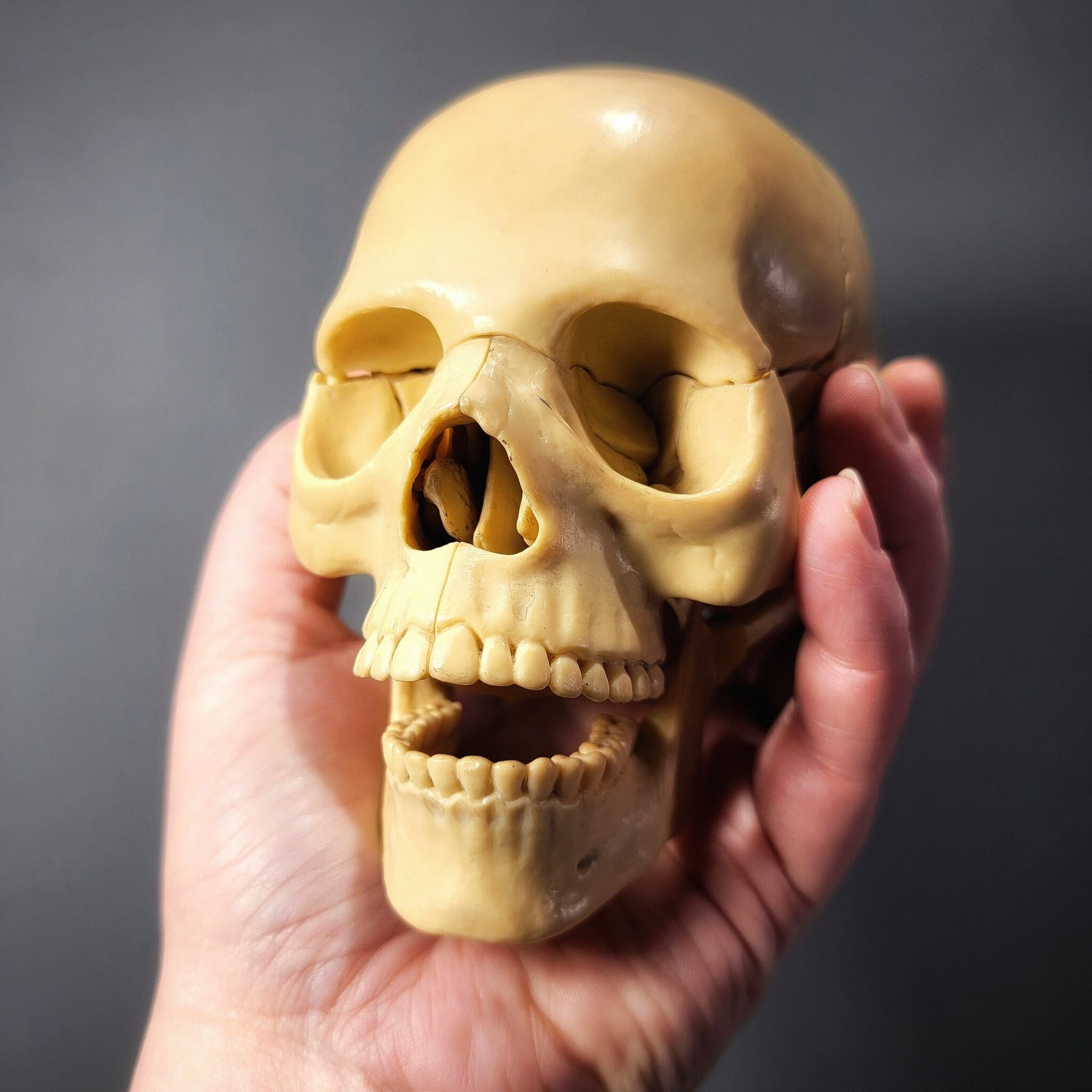 Exploded Skull, Mini Human Skull Model, 15 pieces - Oddities For Sale ...