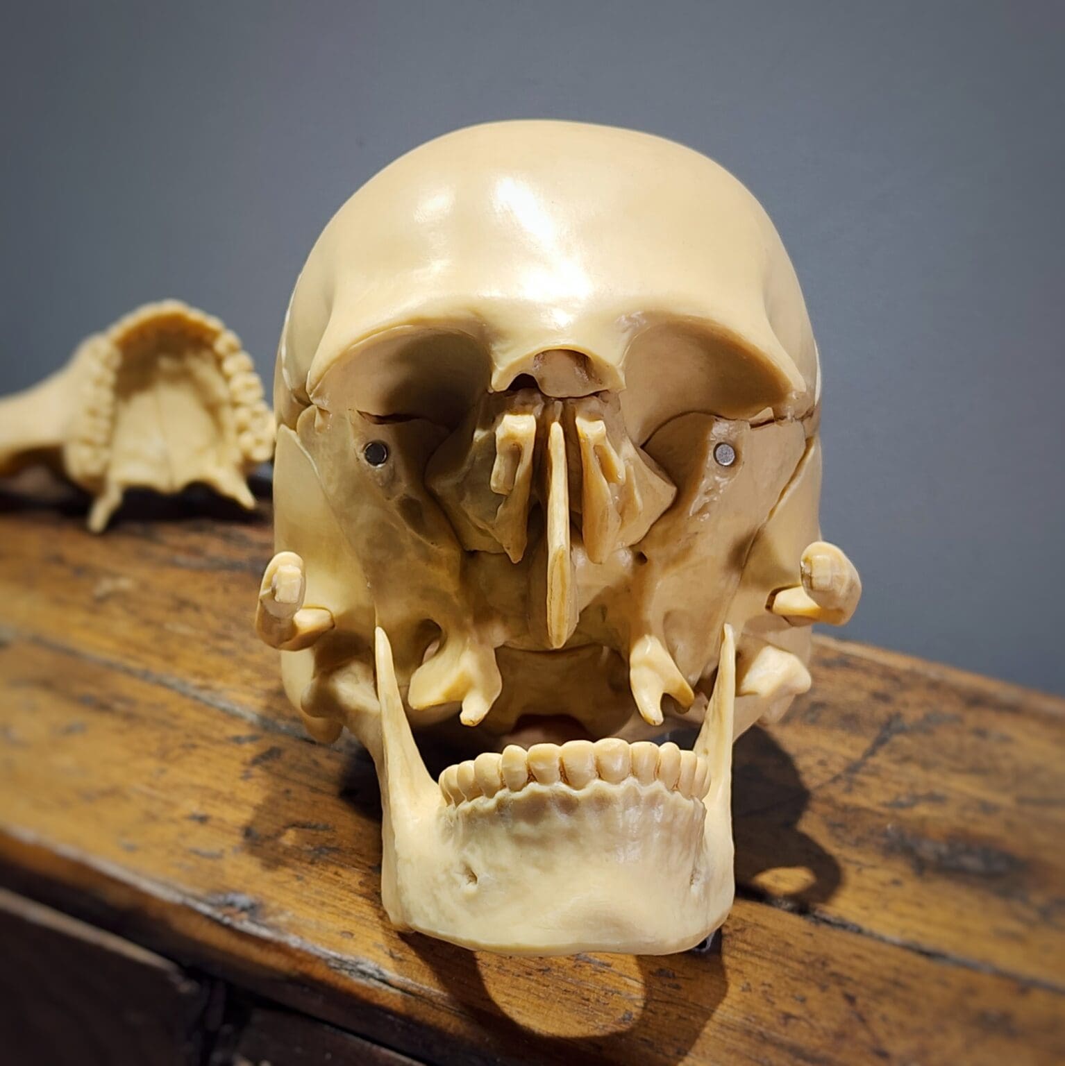 Exploded Skull, Mini Human Skull Model, 15 pieces - Oddities For Sale ...