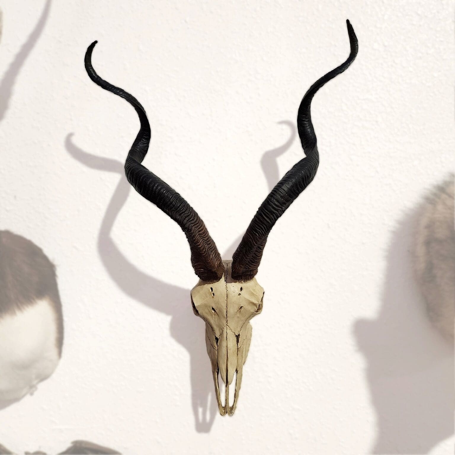 Kudu Skull Wall Statue, Faux African Antelope Skull - Oddities For Sale ...