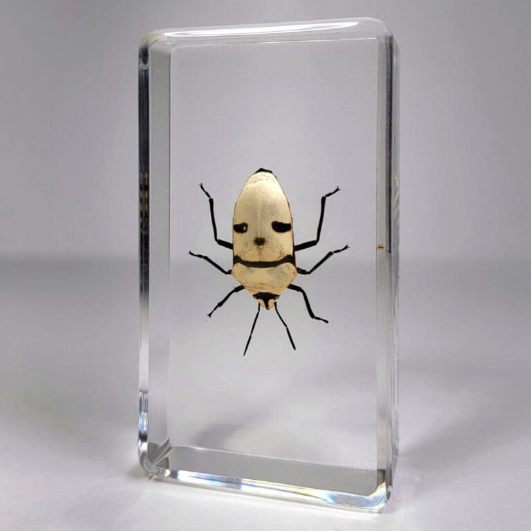 Man Face Bug In Resin, Skull Beetle, Eucorysses grandis - Oddities For ...