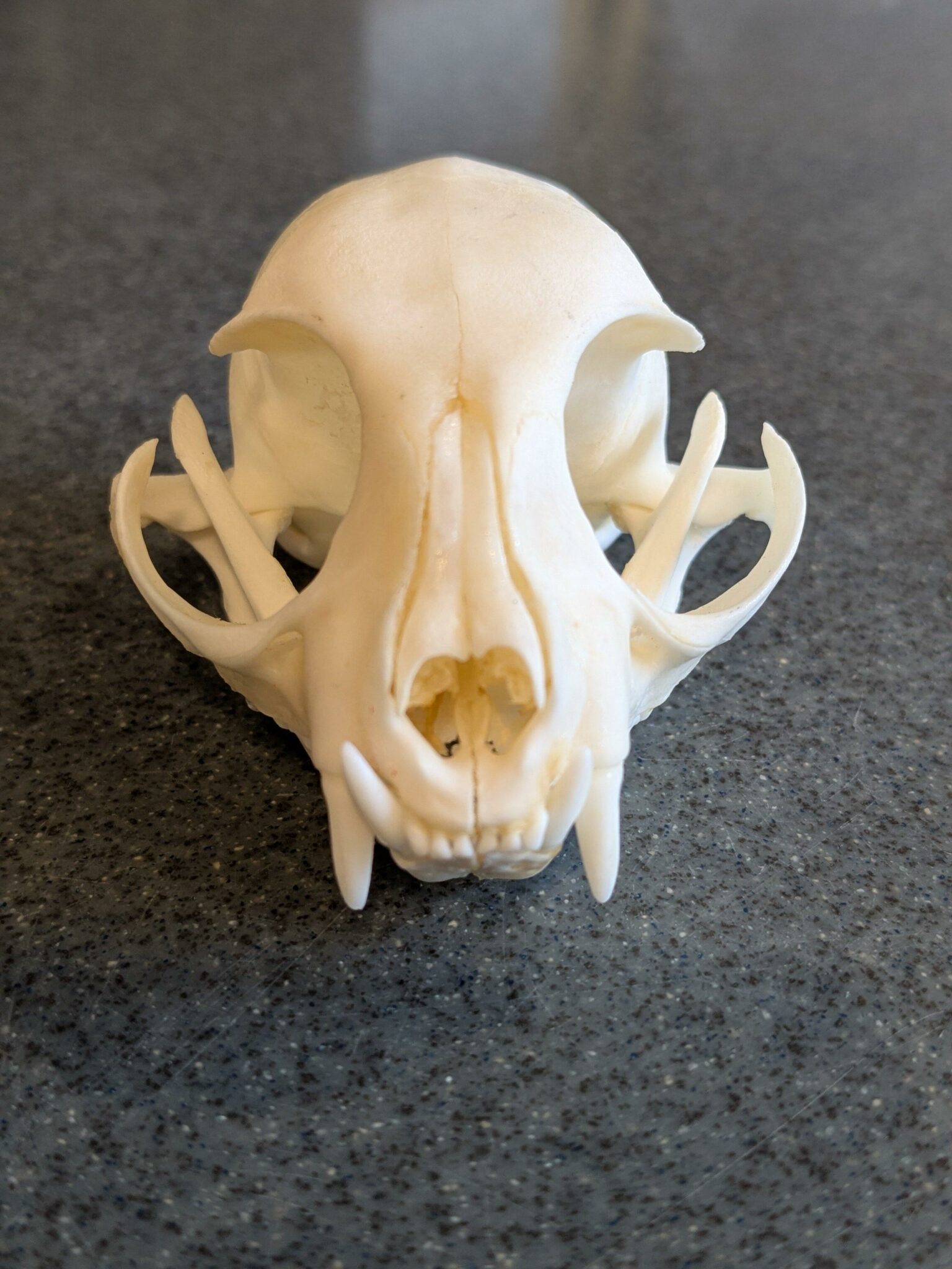 Real Cat Skull, Domestic Cat, Animal Skulls - Oddities For Sale has unique