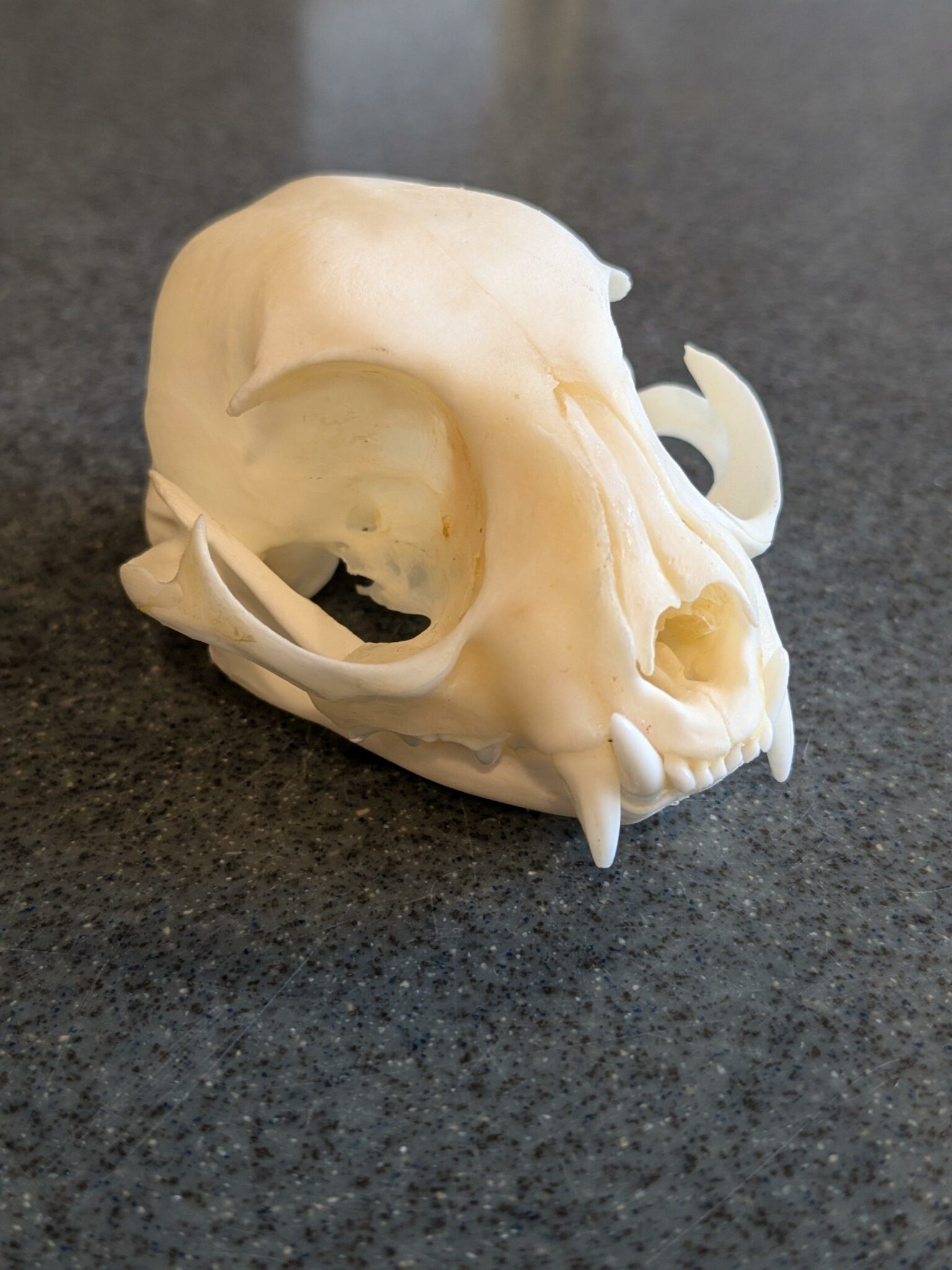 Real Cat Skull, Domestic Cat, Animal Skulls - Oddities For Sale has unique