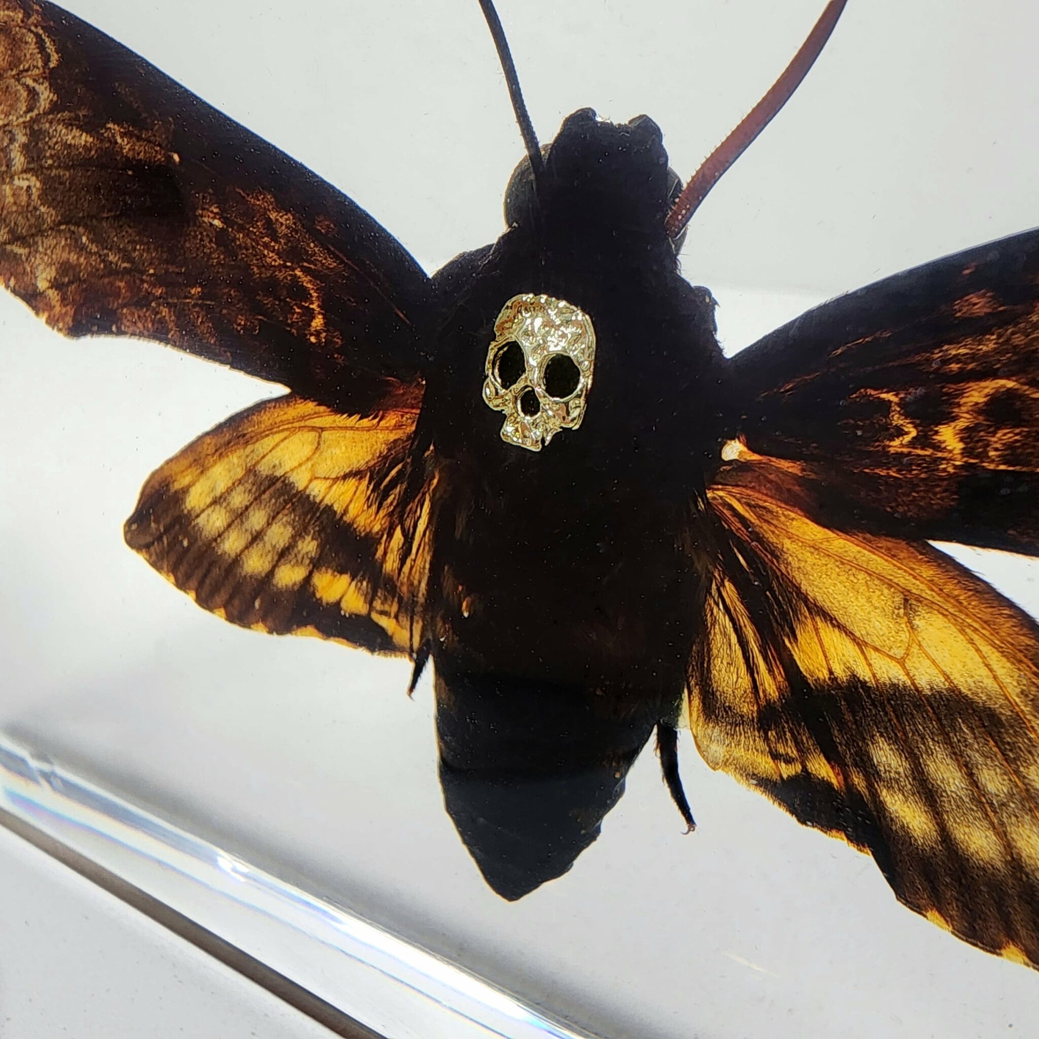 Death's Head Moth In Resin, Jeweled Hawkmoth - Oddities For Sale has unique