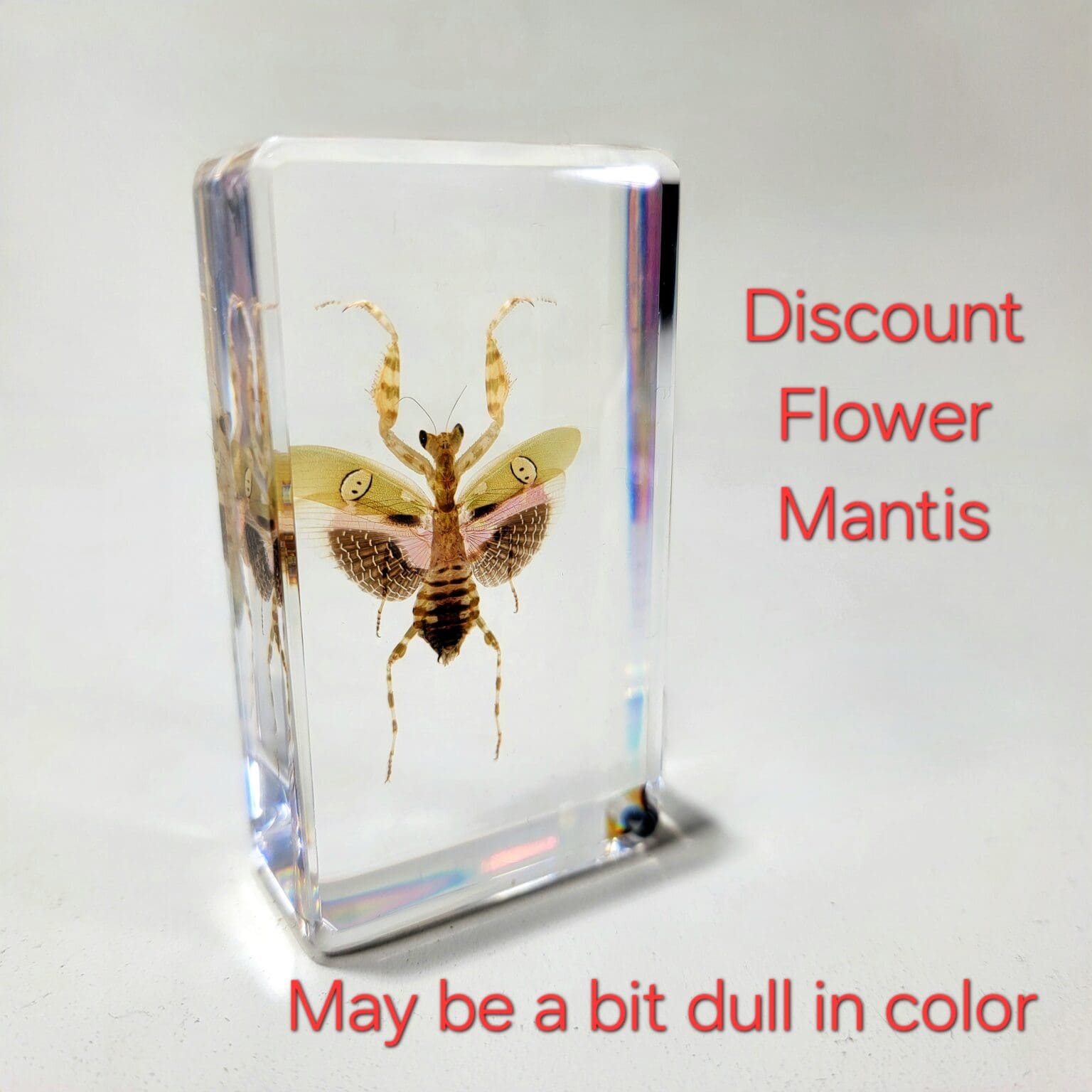 DISCOUNT -Flower Mantis In Resin - Oddities For Sale has unique