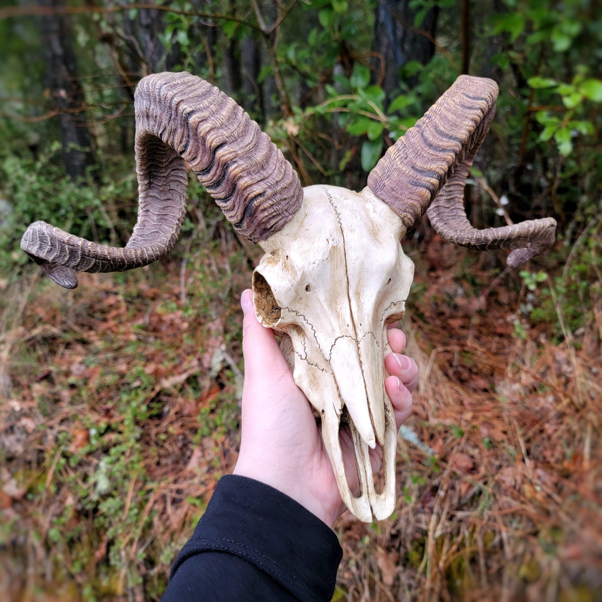 Ram Skull Wall Statue, Faux Corsican Sheep Skull - Oddities For Sale ...