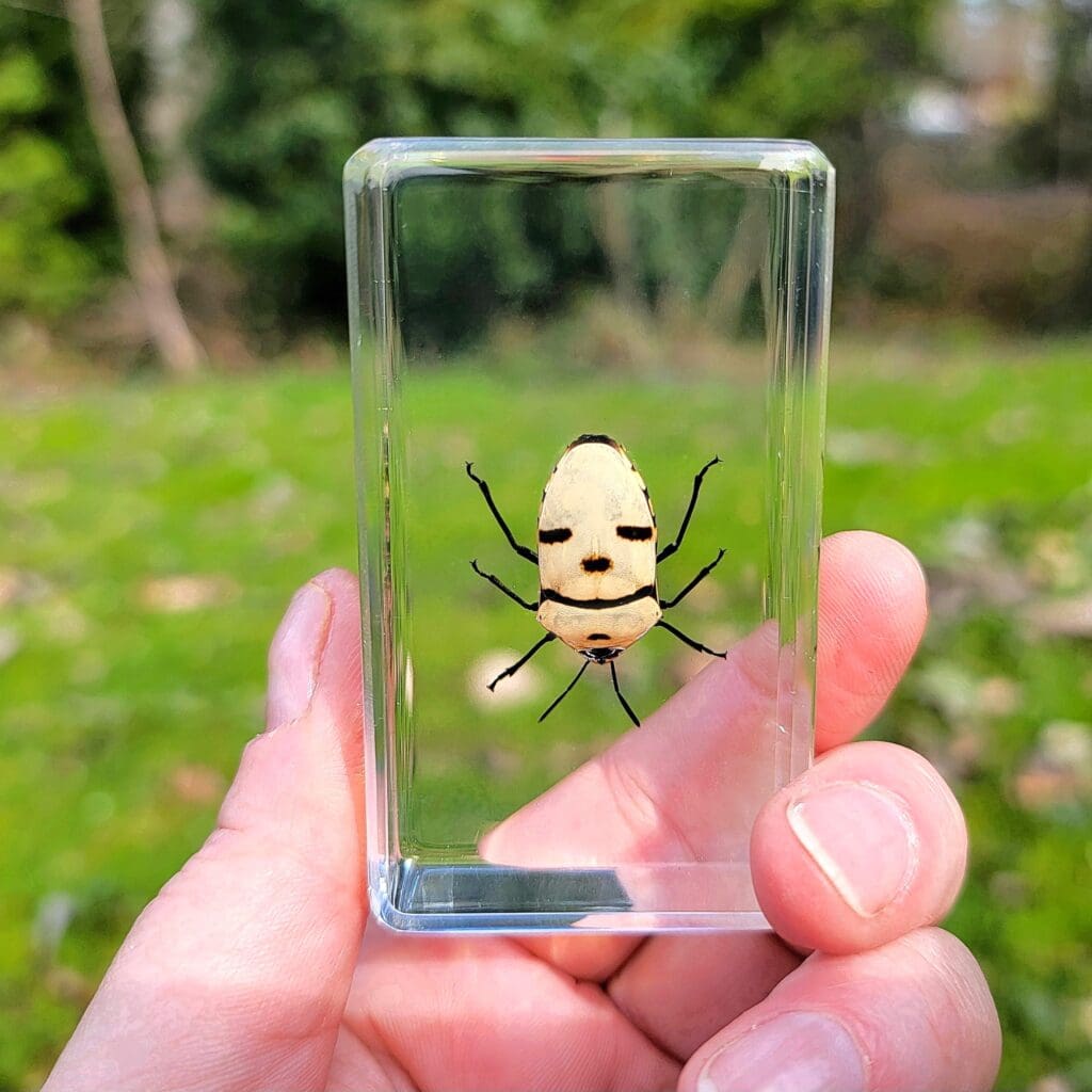 Man Face Bug In Resin, Skull Beetle, Eucorysses grandis - Oddities For ...