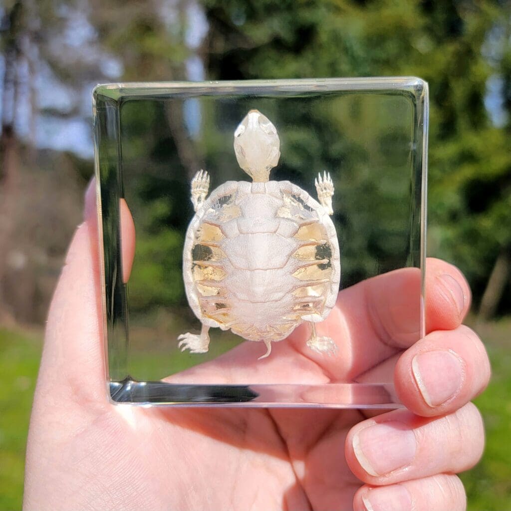 Turtle Skeleton In Resin, Animal Skeletons, Trachemys scripta elegans ...