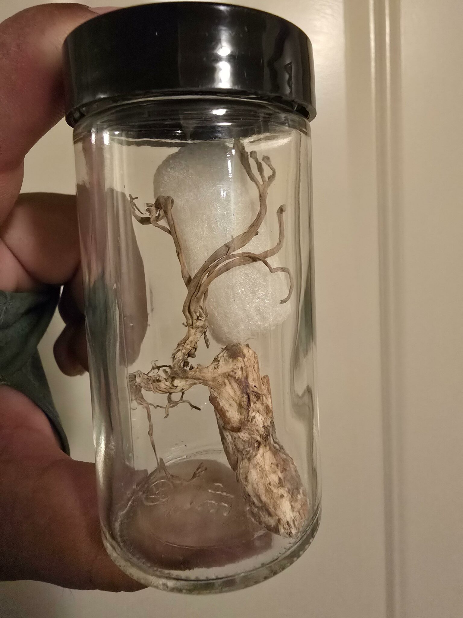 Zombie Fungus in Jar, Cordyceps Fungus, Curio Jar, Oddities Decor ...